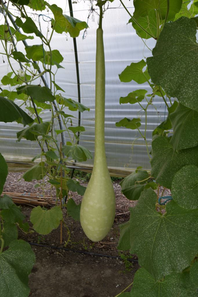 Alles over pompoenen – De Pompoenwinkel.nl